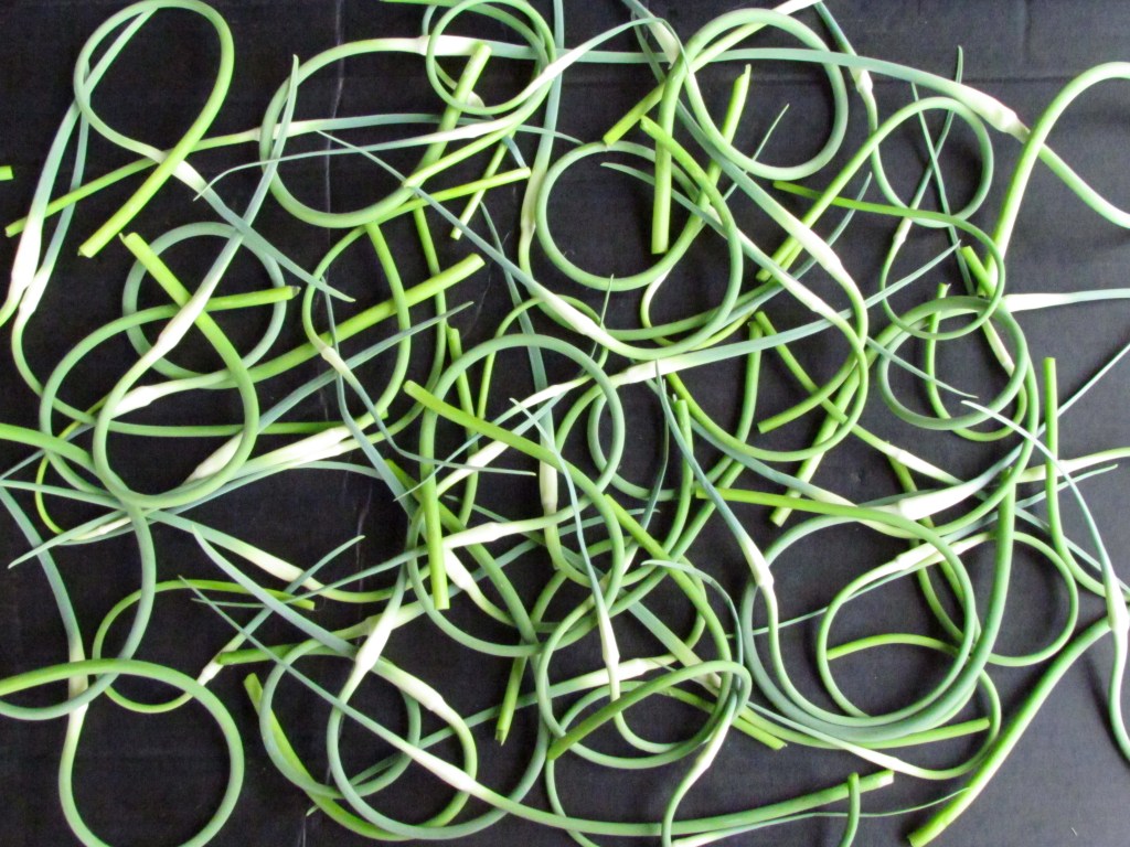 Plant Rant: Scaping into Summer with Garlic | The Green Farmacy Garden ...