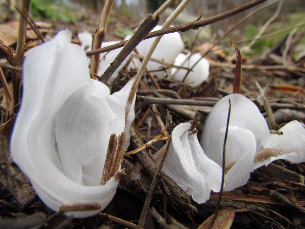 Plant Rant: Frost Flowers!!!! | The Green Farmacy Garden, care of CEI