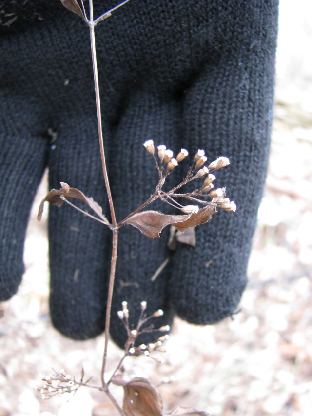 Plant Rant: Frost Flowers!!!! | The Green Farmacy Garden, care of CEI