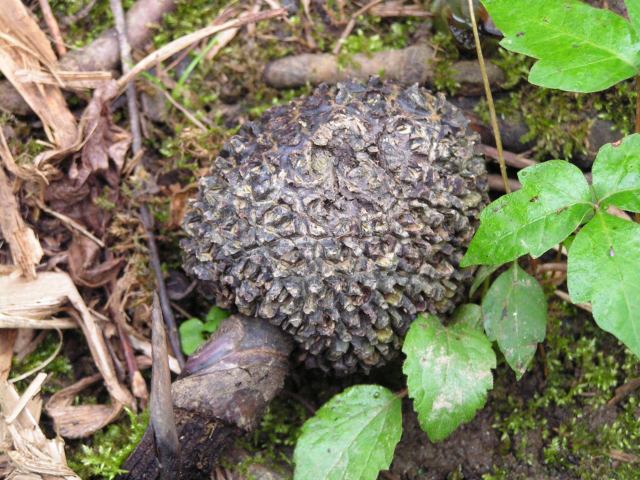 Plant Rant: Skunk Cabbage – Passing the stink test. | The Green Farmacy ...