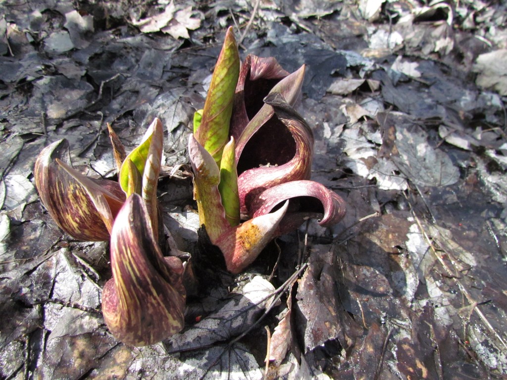Plant Rant: Skunk Cabbage – Passing the stink test. | The Green Farmacy ...