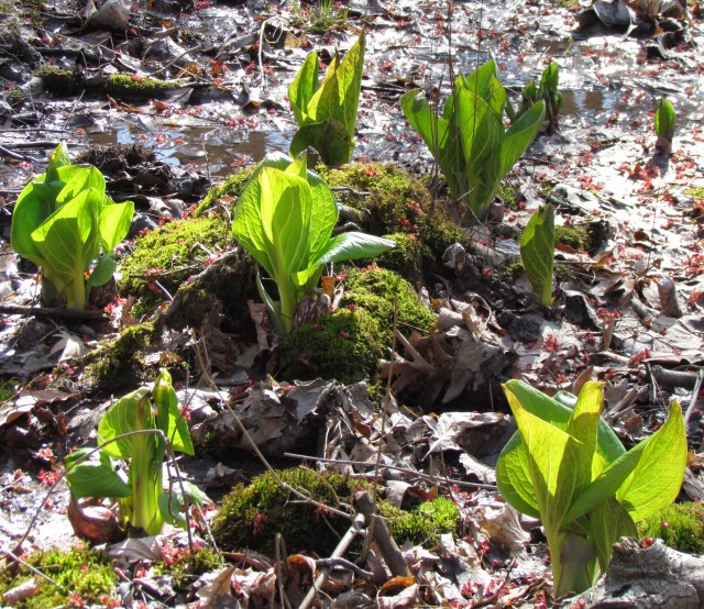 Plant Rant: Skunk Cabbage – Passing the stink test. | The Green Farmacy ...