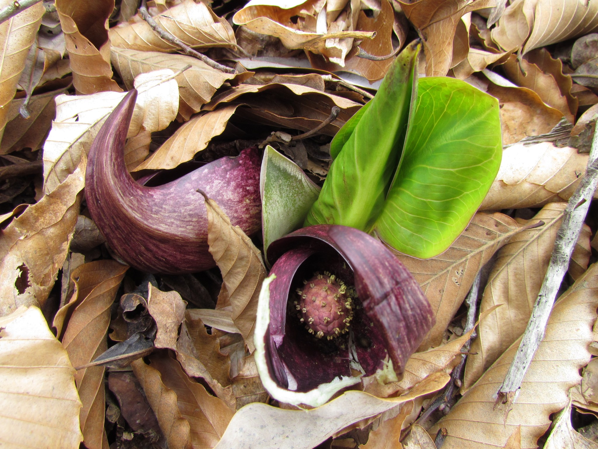 Plant Rant: Skunk Cabbage – Passing the stink test. | The Green Farmacy ...