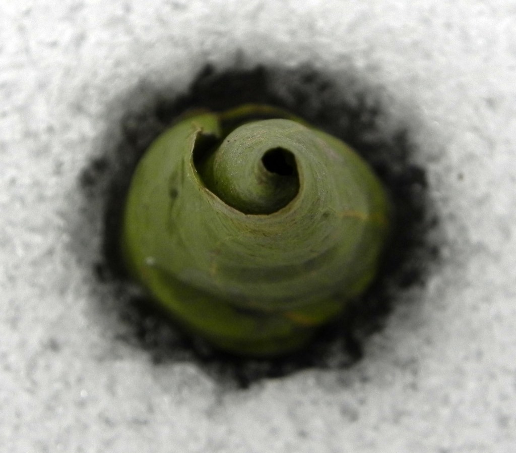 Plant Rant: Skunk Cabbage – Passing the stink test. | The Green Farmacy ...