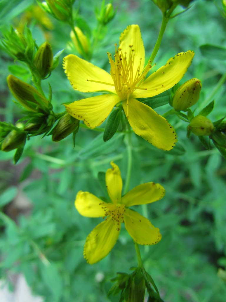 Plant Rant: Jim Duke’s Herb a Day on St. John’s-[Wort] Day | The Green ...