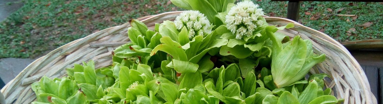 Finally, Fuki[noto] | The Green Farmacy Garden, care of CEI