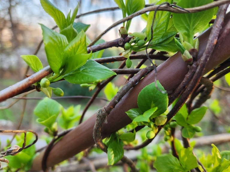 The Green Farmacy Garden, care of CEI | Medicinal Plant Education ...