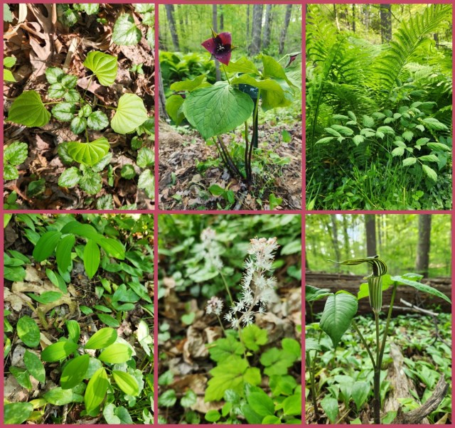 The Green Farmacy Garden, care of CEI | Medicinal Plant Education ...