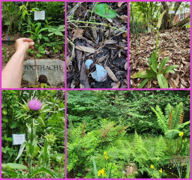 The Green Farmacy Garden, care of CEI | Medicinal Plant Education ...