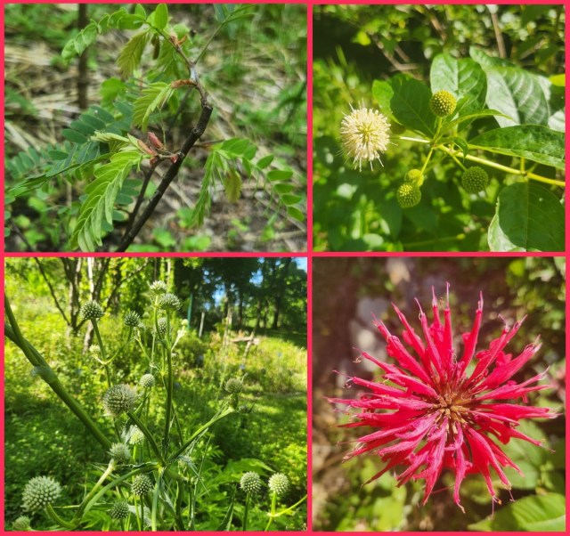 The Green Farmacy Garden, care of CEI | Medicinal Plant Education ...