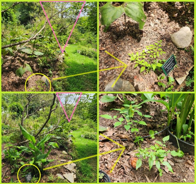 The Green Farmacy Garden, care of CEI | Medicinal Plant Education ...